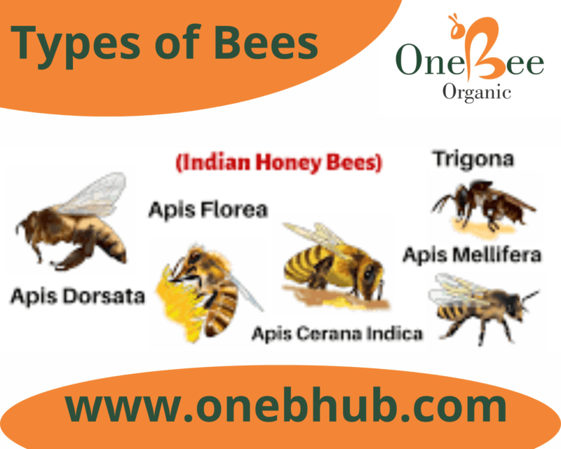 Types of Bees - Beefarm.co.in - For Honey production & Pollination Types of Bees - Beefarm.co.in - For Honey production & Pollination
